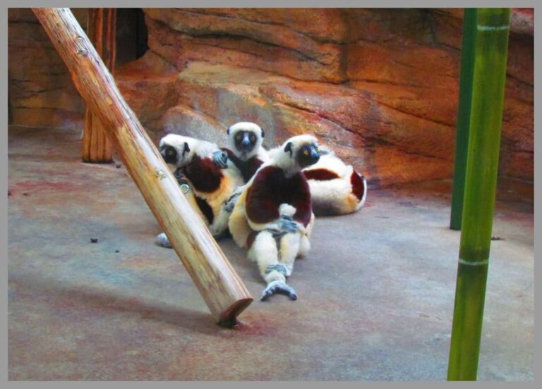 Five Zones Of Free Fun At The St. Louis Zoo - Our Changing Life