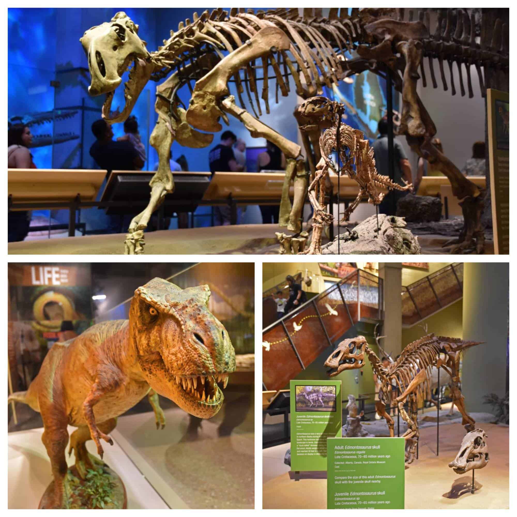 Perot Museum - A Walk On The Science Side - Our Changing Life