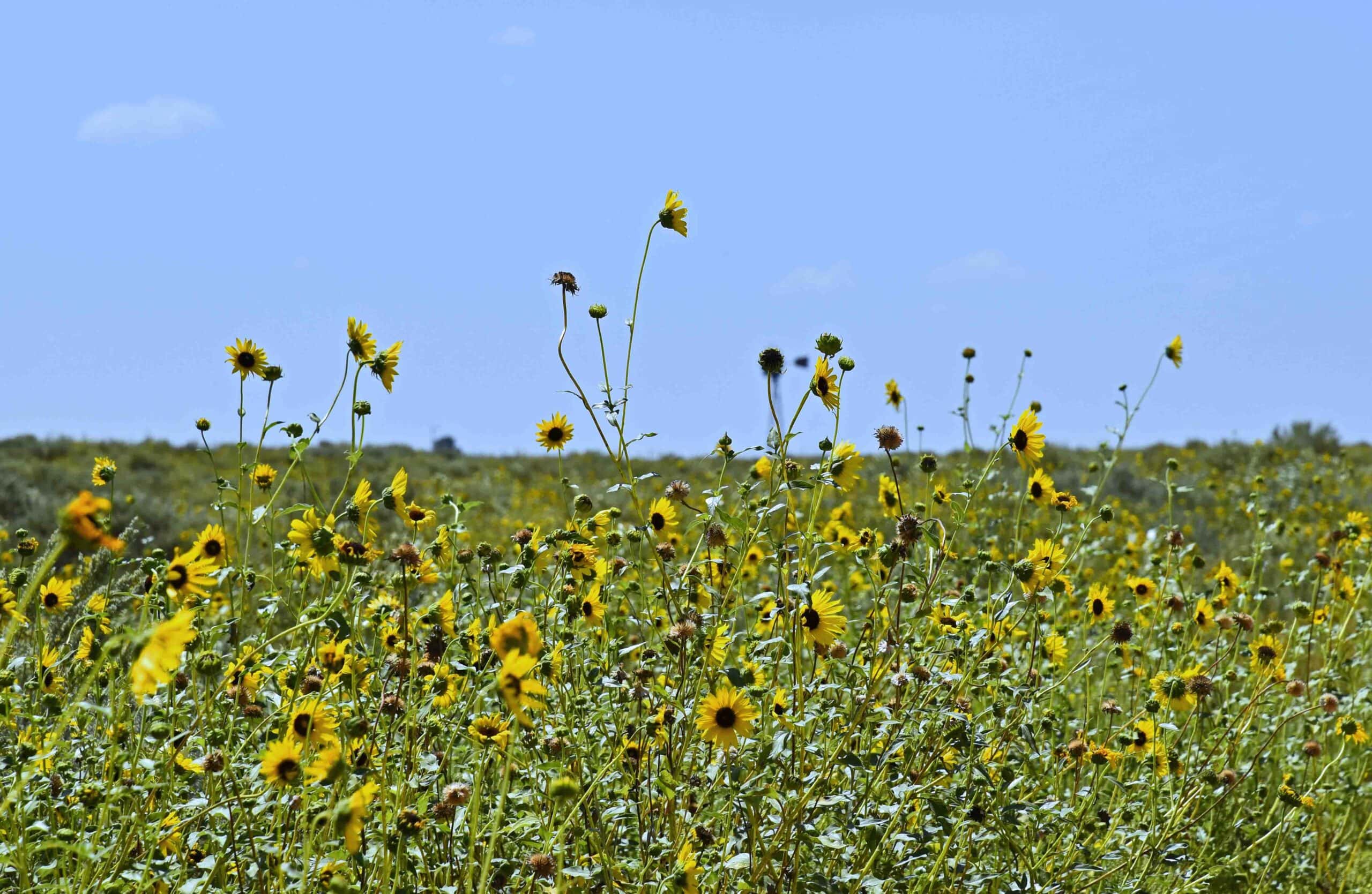 Exploring the Hidden Gems of Southwest Kansas: A FAM Trip Full of ...